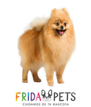 Perros de raza pequeña: Conoce más de estos perritos (CON FOTOS)