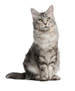 Los 5 mejores alimentos para Gatos Senior