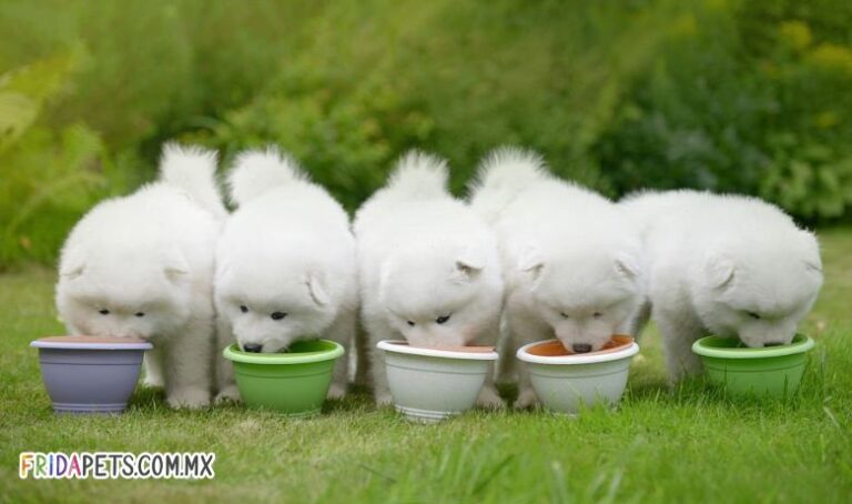 ¿Qué comen los perros cachorros?