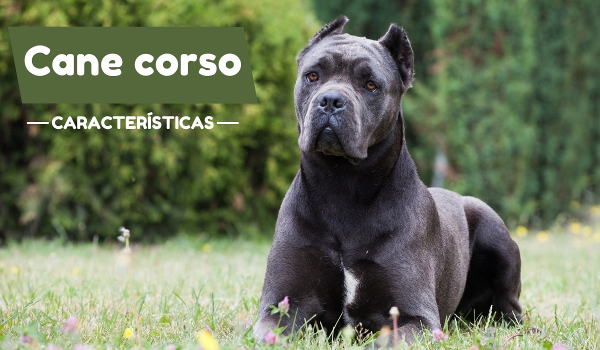 Cane Corso: Lo que necesitas saber de esta raza | Frida Pets