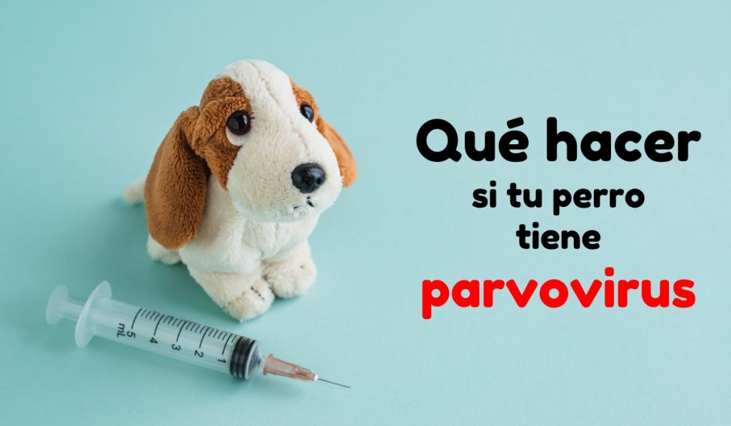 Qué hacer si tu perro tiene parvovirus | Frida Pets