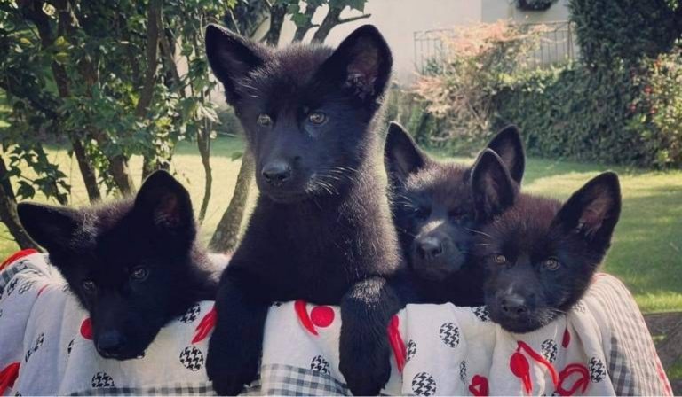 Calupoh: Lo que necesitas saber de esta raza | Frida Pets