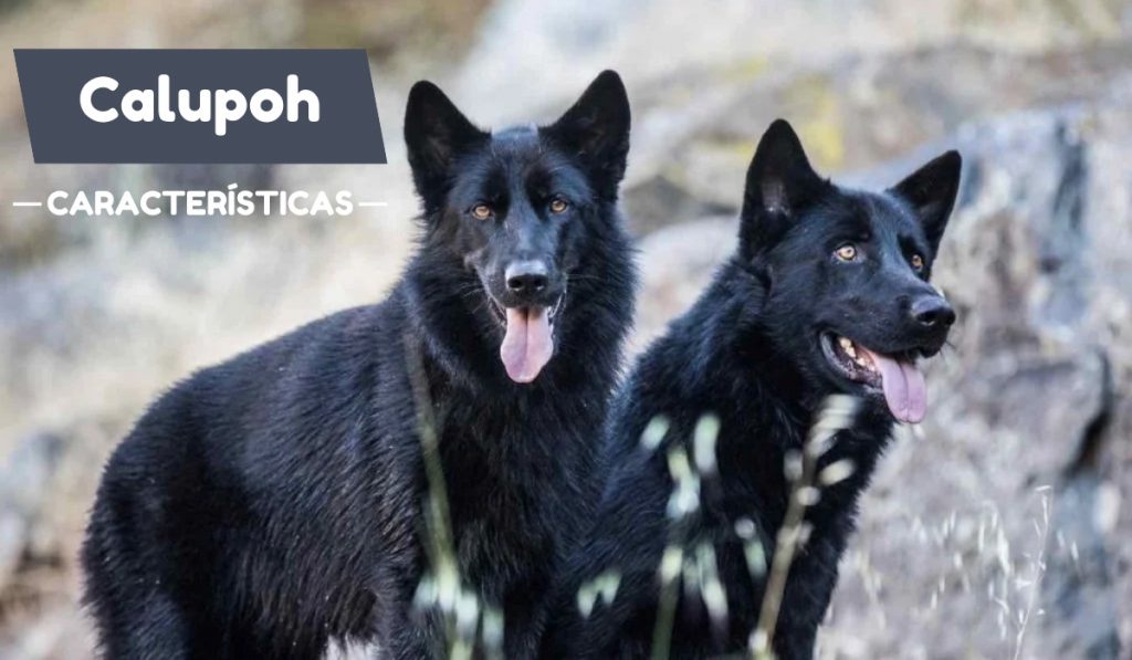 Calupoh: Lo que necesitas saber de esta raza | Frida Pets