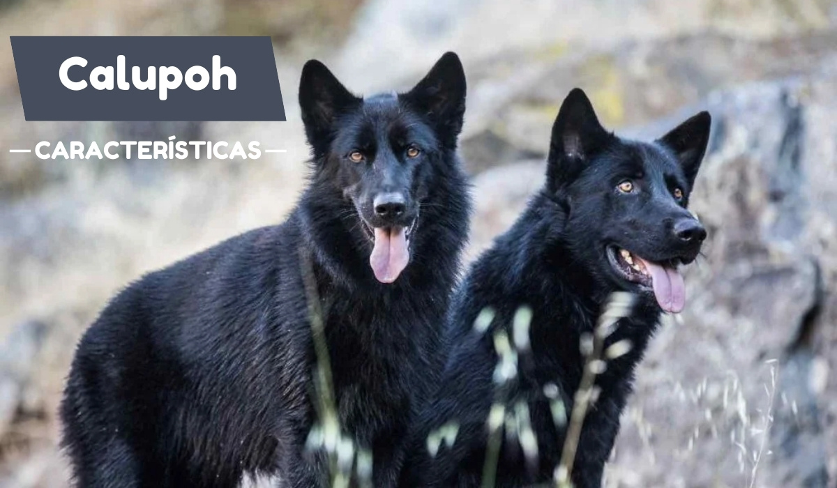 Calupoh: Lo que necesitas saber de esta raza | Frida Pets