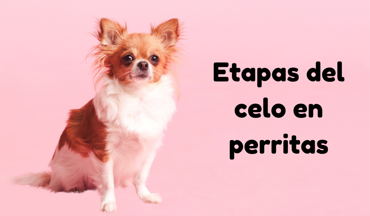 Etapas del celo de una perra y sus alteraciones | Frida Pets