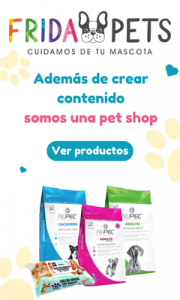 ¿Qué puede comer un Chihuahua? (y qué evitar) - Frida Pets