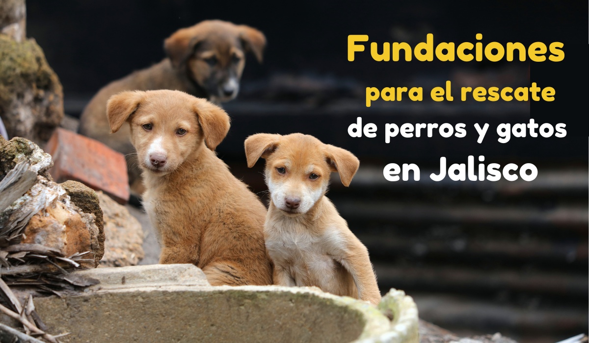 Fundaciones que rescatan perros y gatos en Jalisco | Frida Pets