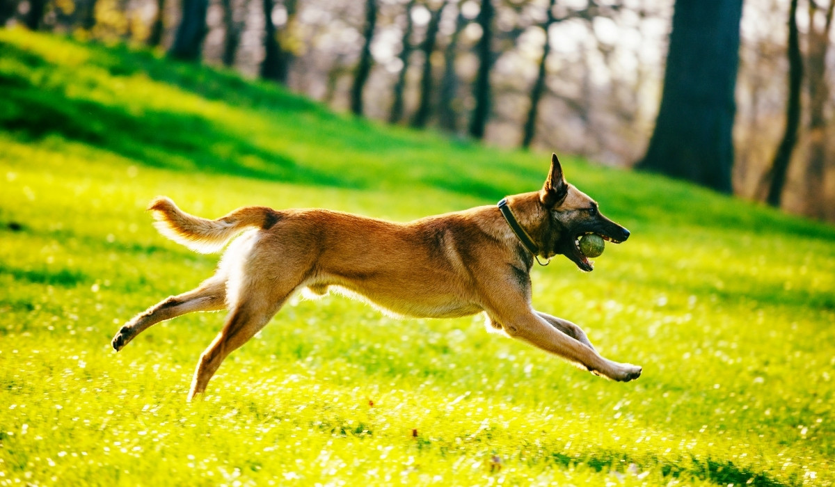 Pastor Belga Malinois: Lo que necesitas saber | Frida Pets