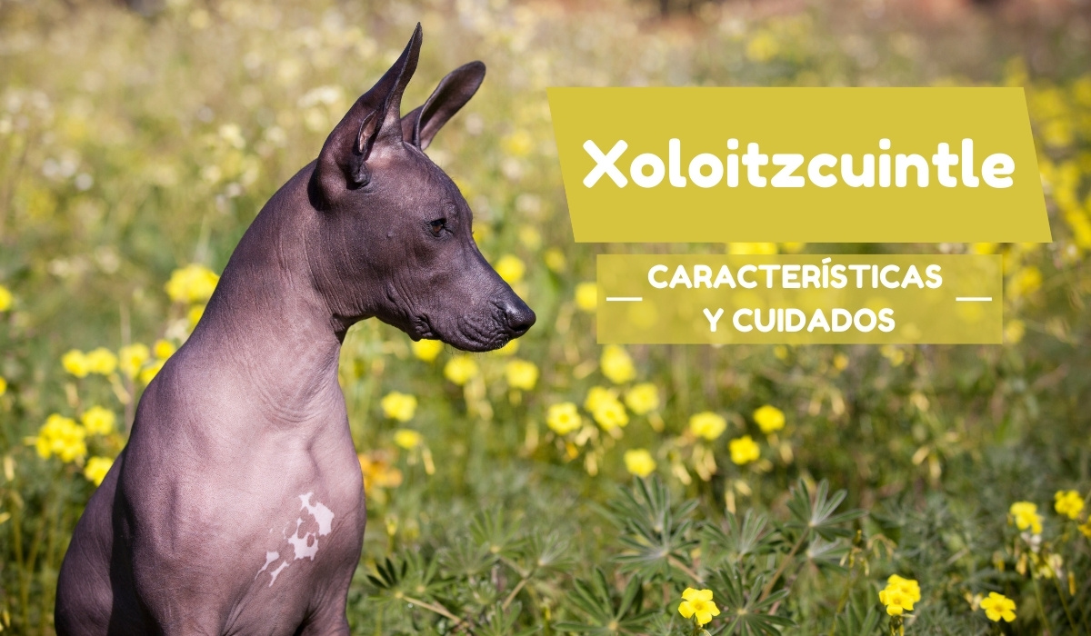Xoloitzcuintle: Qué necesitas saber de la raza | Frida Pets