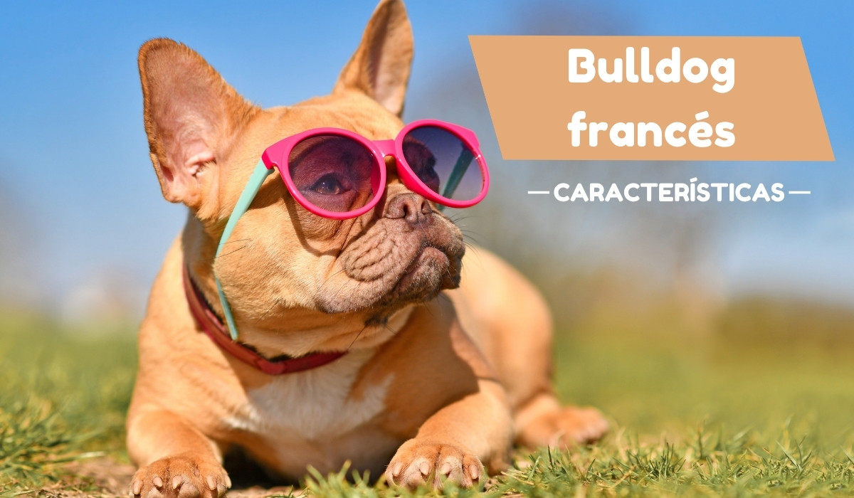 Bulldog Francés: Qué necesitas saber de la raza | Frida Pets