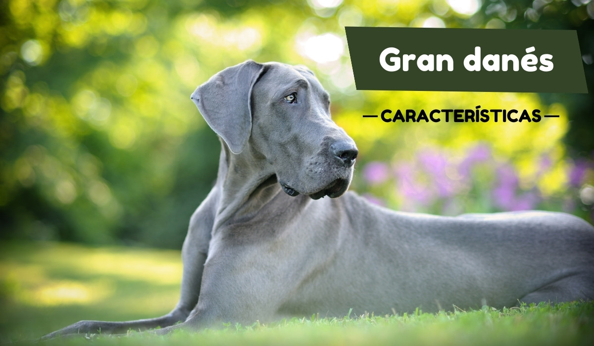 Gran Danés: Lo que necesitas saber de esta raza | Frida Pets