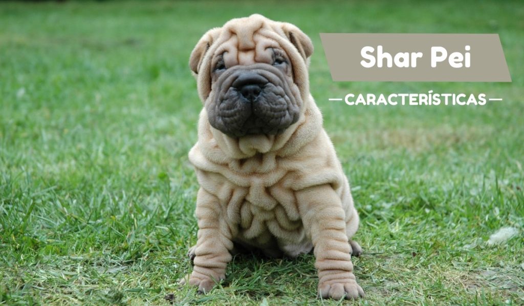 Shar Pei: Lo que necesitas saber de esta raza | Frida Pets