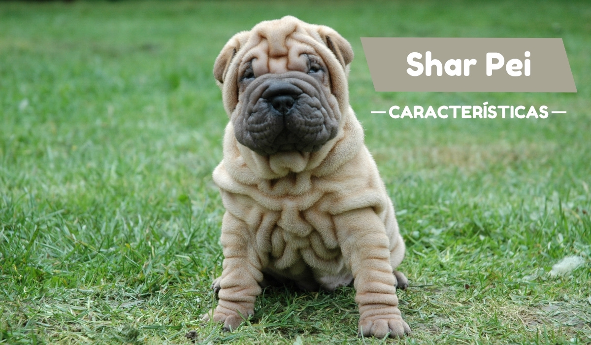 Shar Pei: Lo que necesitas saber de esta raza | Frida Pets