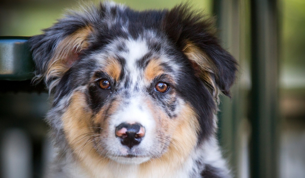 Pastor Australiano: Qué necesitas saber de la raza |Frida Pets