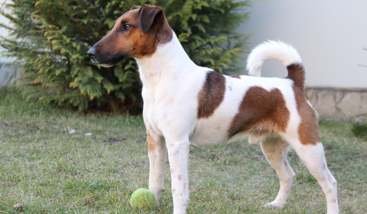 Fox Terrier: Lo que necesitas saber de esta raza |Frida Pets