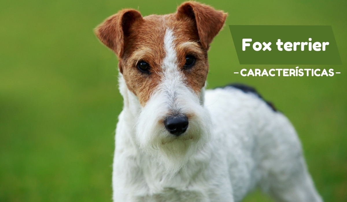 Fox Terrier: Lo que necesitas saber de esta raza |Frida Pets